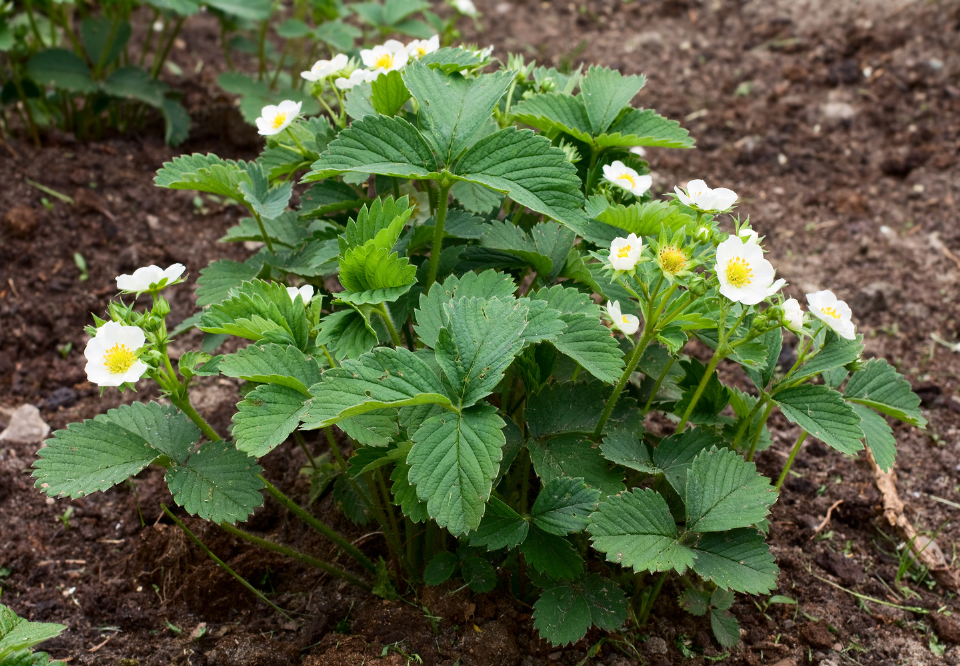 Полуниця: посадка, догляд та вирощування | Biosad